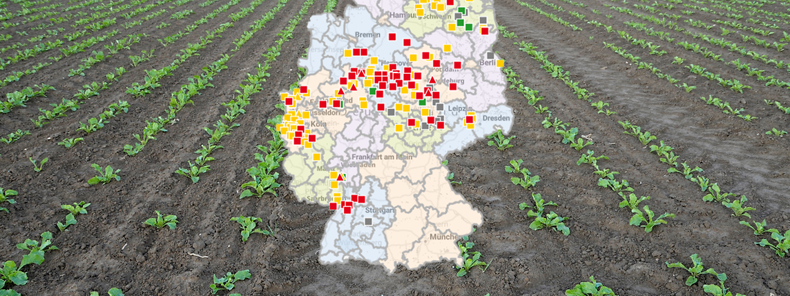 Rapsschädlinge | ISIP