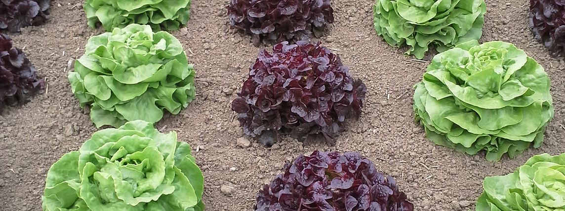 Baden-Württemberg | ISIP