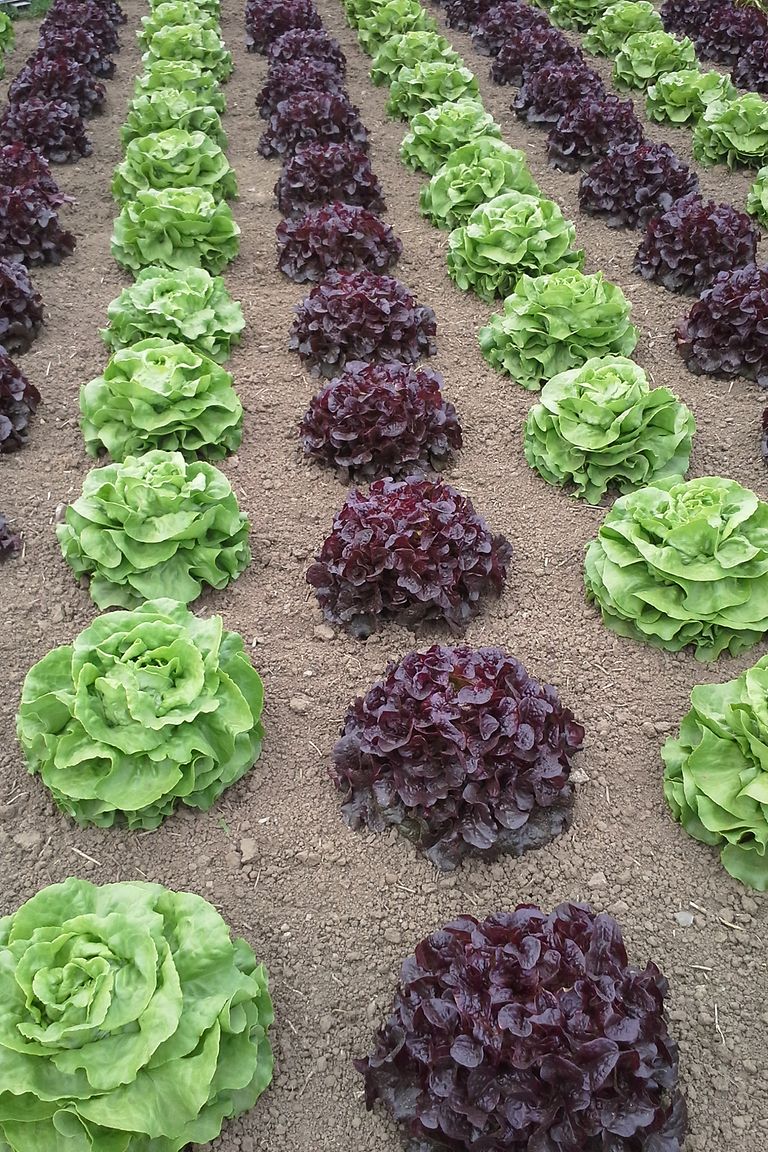 Pflanzenschutzmittel – Notfallzulassung für Fonganil Gold im ...