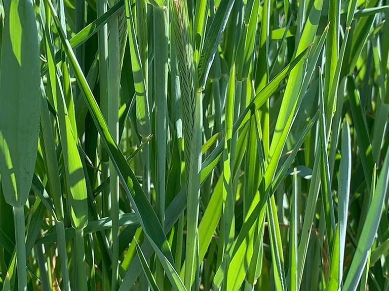 Bestandesentwicklung | ISIP