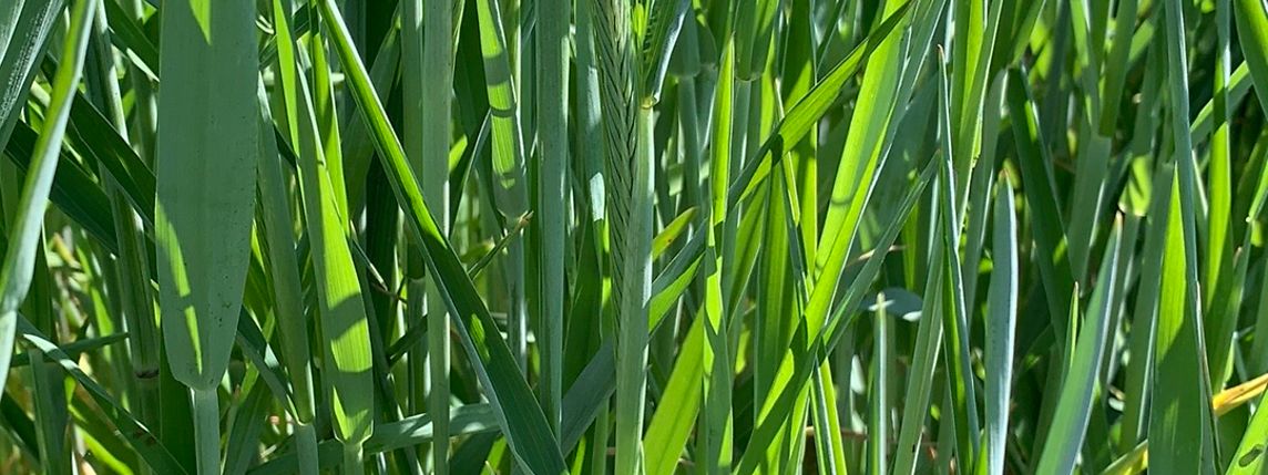 Bestandesentwicklung | ISIP