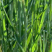 Bestandesentwicklung | ISIP