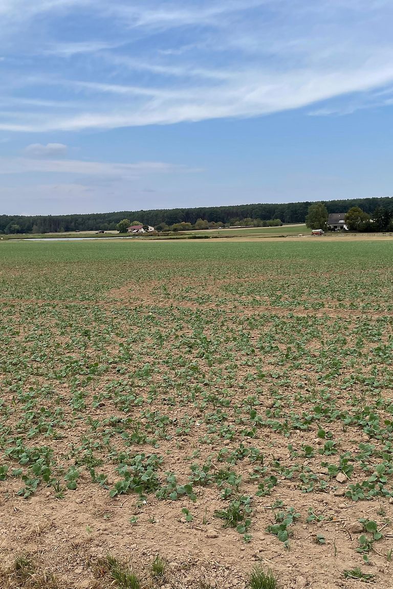 Winterraps – Nach wie vor gute Bedingungen. | ISIP