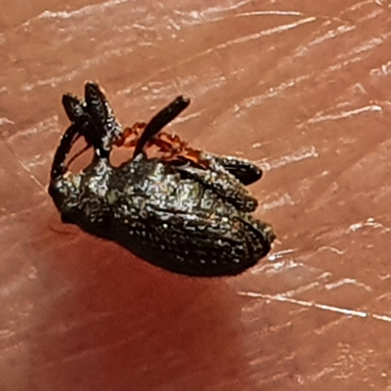 Rapsschädlinge | ISIP