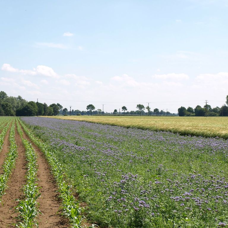 Nordrhein-Westfalen | ISIP